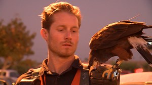 Delano tries using hawks to rid crow infestation