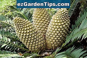Liste des maladies du palmier sagoutier 🌱 Conseils Jardiniers - Fr.ezGardenTips.com