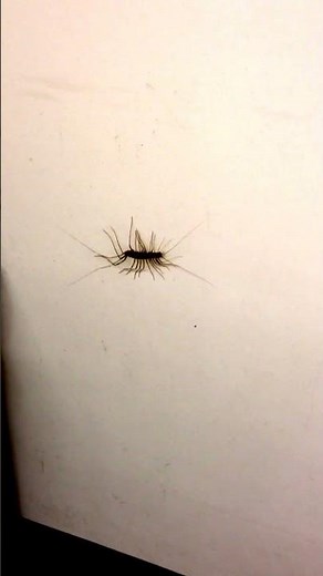 Japanese centipede gejigeji