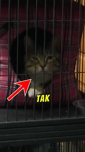 637K views · 26K reactions | Kucing ni suka tampar orang  Tapi pusat perlindungan dia buat promosi paling genius! Diorang siap letak papan tanda “Dah berapa hari saya tak tampar orang tanpa sebab”  Cerita Max si kucing garang ni terus viral, sampai ramai datang nak tengok dia! Akhirnya dia dapat rumah baru ❤️ Sekarang dah tak tampar kuat dah cuma “tap” manja je. | KilatKilau | Facebook