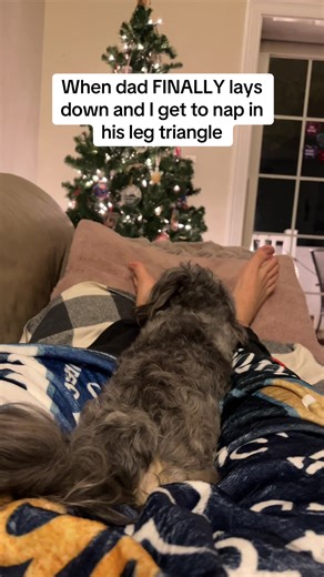 Dog Naps with Dad: Mini Aussie Doodle Moments