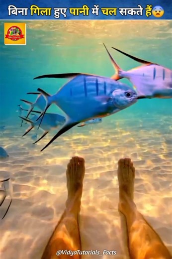 “पानी के नीचे बिना भीगे कैसे जाते हैं? 😱 | Diving Bell Explained in Hindi | Science Facts” | #facts