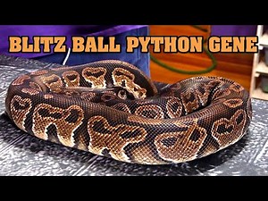 Blitz ball python! combos, Adults, and what a BLITZ should look like! this gene is 🔥🔥🤯