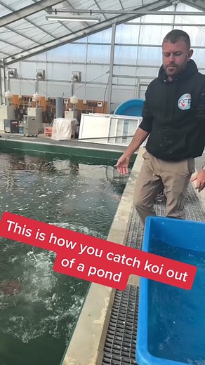 How to Catch Koi Fish Safely in a Pond