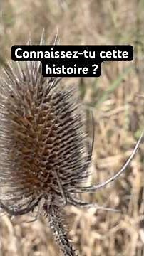 La fabuleuse histoire du Velcro : Une invention volée à la nature ! #science #astuce #apprendre