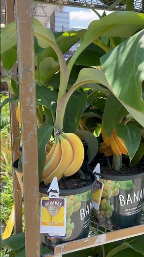 Blue Java Bananas 🍌 at Lowes aka Ice Cream Banana 🍌 for dirt CHEAP!