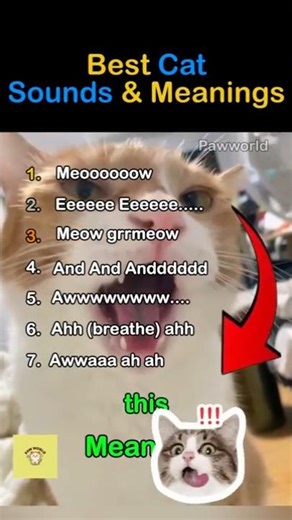 Ranking The Weirdest Cat Meows and Meanings #shorts #ranking #cats #ranking