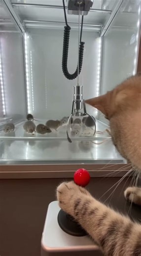 Cat claw machine 🐀