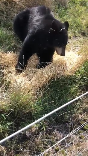 7.3K views · 457 reactions | Kobuk + Cinnamon Straw =  It's...