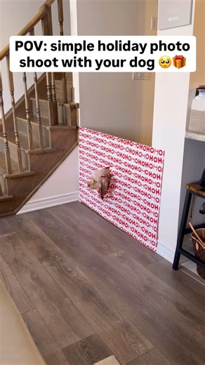 Luna The Mini Cockapoo on Instagram: "You have to try this with your dog 🥺 #dogs #puppylove #holidays"