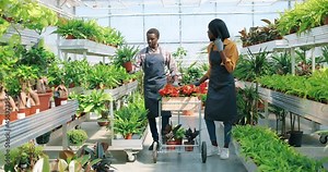 African American young happy male and female workers in greenhouse preparing and selecting home plants for sale in florist shop, examining houseplants in pots, taking care about plants. Gardening job