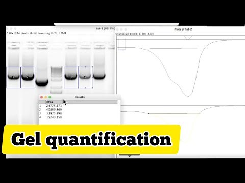 How to quantify gel bands in imageJ | common quantification mistake