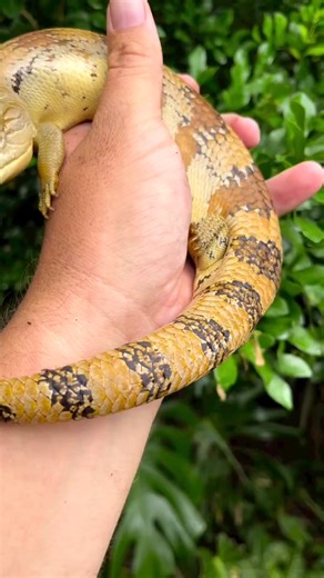 Eastern Blue Tongue Lizard Behavior Explained
