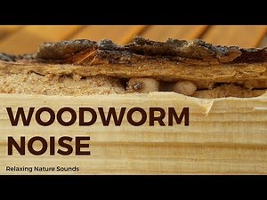 Woodworm noise | Relaxing Nature Sounds for Sleep-Study-Meditation