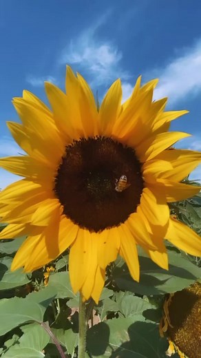 10K views · 85 reactions | Did you know that Las Vegas had a sunflower field ? My absolute favorite ☺️ @gilcrease_orchard Would you go ?#thingstodo #lv #farmlife | Brittani Paige | Facebook