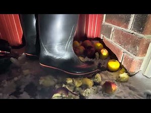 Stepping and crushing on apples with my Zactas rubber boots 🍎🍏