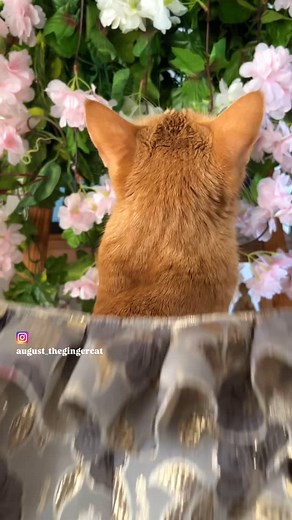 566K views · 10K reactions | The queen is back!✨ August returns with her iconic GRWM & hat looks that slay勇 • * • * #catsofinstagram #catstagram #augustthegingercat #petstagram #petsofinstagram #catsofindia #explore #instadaily #explorepage | August the Ginger Cat | Facebook