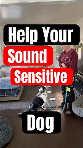 Is Your Dog Scared of Thunder? Try this training tip!