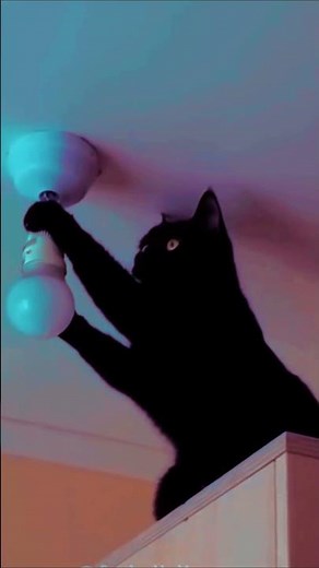 Electrical Currents Explained in the Cutest Way — Through Cats!
