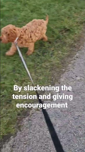 Tips for walking a puppy on the lead 🐕🐾🐶 #puppytraining