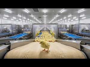Inside the Chicken Egg Factory – How Million-Dollar Poultry Is Made