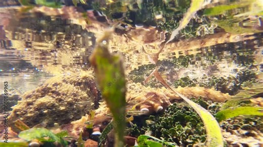 Octopus swimming underwater in the reefs.