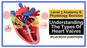 Understanding The Types Of Heart Valves - L3 Anatomy Exam