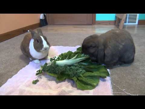 How to Teach Your Rabbit to Come when Called