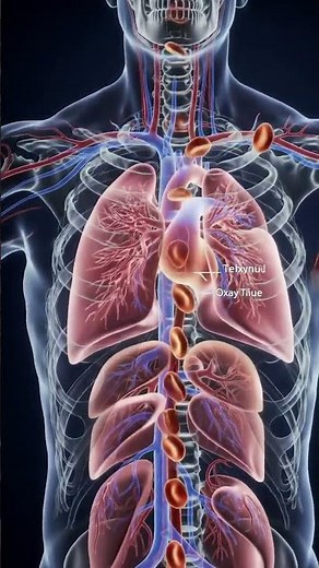 Journey of a Red Blood Cell – Full 3D Animation Inside the Human Body