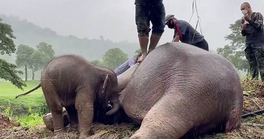 Rescuers perform CPR on stricken wild elephant in Thailand