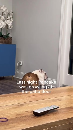 Pancake works in mysterious ways #englishbulldog #funnydog #cutedog #dogsoftiktok
