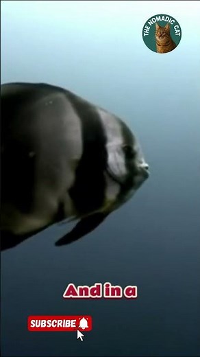 Anglerfish – The Glowing Hunter of the Deep Sea