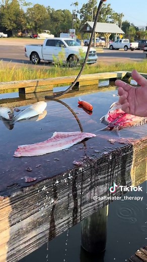 Sheepshead Fishing Tips and Techniques