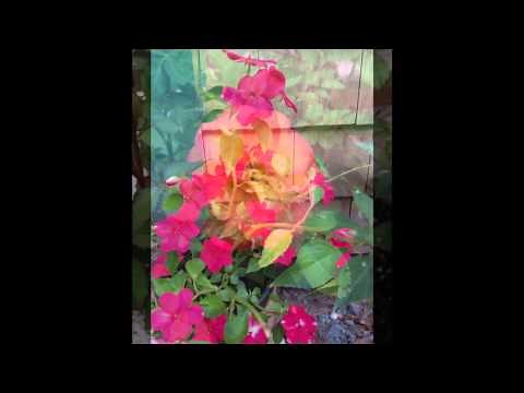 The song, "My Task" from 1903 with Garden Photos arr MLloyd2014