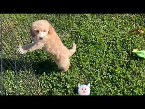F1B Cockapoo Puppy Theodor SD 480p