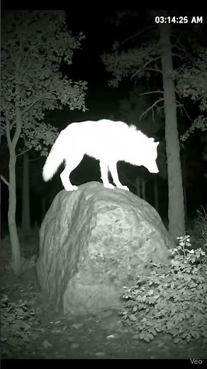 Infrared Night Vision: Wolf Jumps Onto Rock in Dark Forest