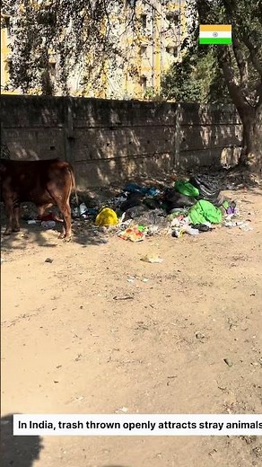 Animals Eating Street Garbage in India — A Serious Reality We Ignore