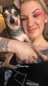 10K views · 54 reactions | Dog treats are usually easy to find for pet owners: You try out a few, see what your pup likes and stick to their favorites. But when your dogs are toothless, senior chihuahuas, it gets a little harder to find treats they can enjoy! MORE HERE: https://bit.ly/3WfjNPn | Good Morning America | Facebook