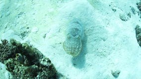 Cuttlefish Changing Color stock footage. Video of coral - 71161072