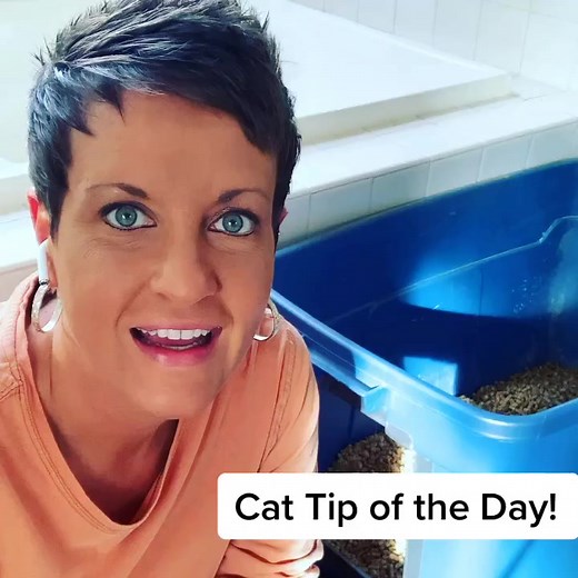 DIY Cat Litter Box: Transforming a Storage Bin into the Perfect Solution