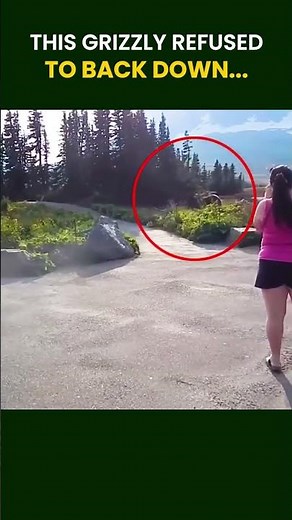 Grizzly Bear Behavior Explained| The Power, Instincts, and Rivalries Behind Nature’s Giant