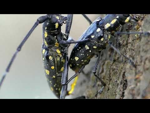 Mating Behaviour of Yellow Spotted Longhorned Beetle in Closeup