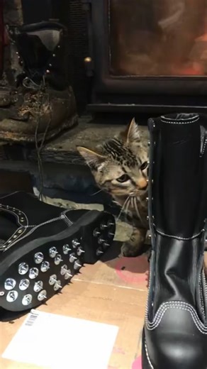 #hoffmanboots I wrote you a song, if you even care. #oregon #westcoast #stihl #logging #pnw #timberfalling | Treeworks