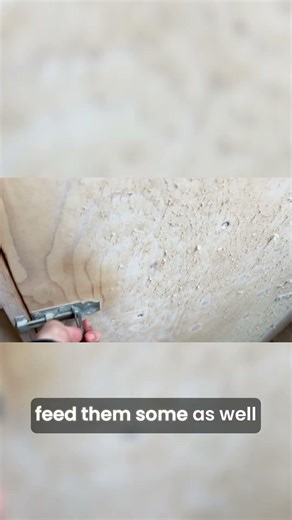 Feeding Tips for Breeding Birds 🐦