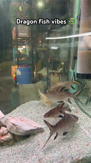 Dragon fish vibes🐉🔥 #arowana #aquarium #fishkeeping #aquascape #viral #fishshorts #trending #fish