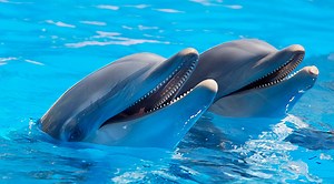 A Dolphin Named Kelly Was So Smart, She Trained Her Humans