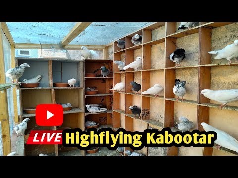Highflying kabutar Loft ❤️🙂💯 All Types Pigeons Loft Live Streaming