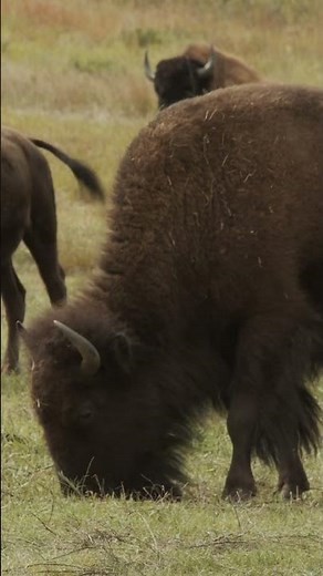 National Bison Day