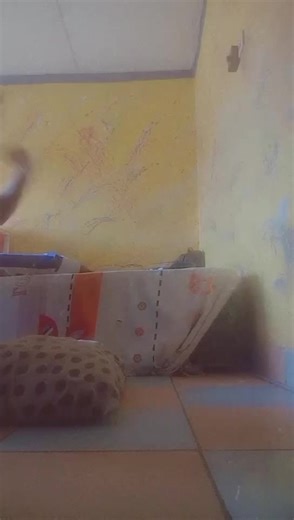 i can finally kick up to my chest stand 💪😀#amazingcharissa #prettysavage #contortionistchallenge #contortiontraining #flexiblegirlsoftiktok #flexibility #flexible #contortion #contortionist #ballerina #ballet #cheststand #fyp #foryoupage #viraltiktokvideo #viralvideos #tiktok #abcxyz #makemefamous #celebritytiktok