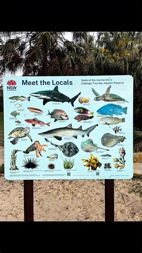 Reaper Cuttlefish for the first time! 🤩 Have you ever seen a reaper cuttlefish? Let me know in the comments! . . #uw #uwvideo #uwworld #underwater #underwatervideo #underwaterlife #underwaterworld #ocean #northernbeaches #australia #nsw #sydney #cuttlefish #reapercuttlefish #sepia #sepiamestus #ctb #cabbagetreebay #cabbagetreebayaquaticreserve #ctbaquaticreserve #manly #manlybeach #manlybeachaustralia #snorkel #snorkeling #snorkelling #freediving #nature #videography | Nico Azuz